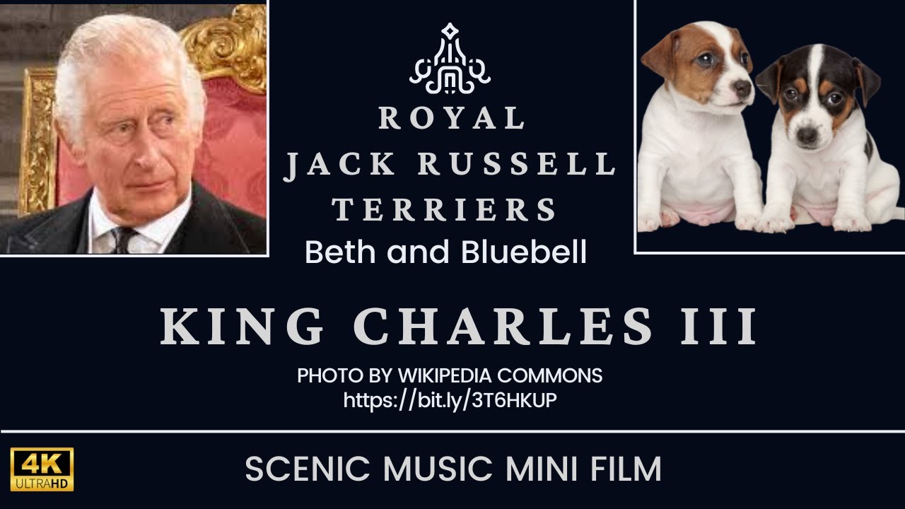 ROYAL JACK RUSSELLS 4K UHD - King Charles’ Favourite Dogs with Relaxing ...