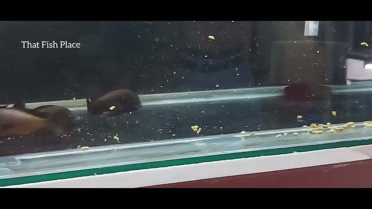 Tropheus Red Chimba Feeding on Teraa Hara Cichlid Food @That_Fish_Place ...