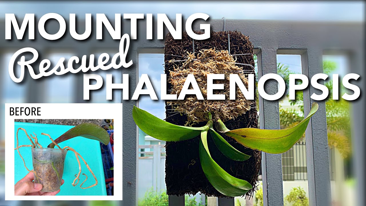 MOUNTING RESCUED PHALAENOPSIS IN FERN SLAB | HOW I SAVED MY ...