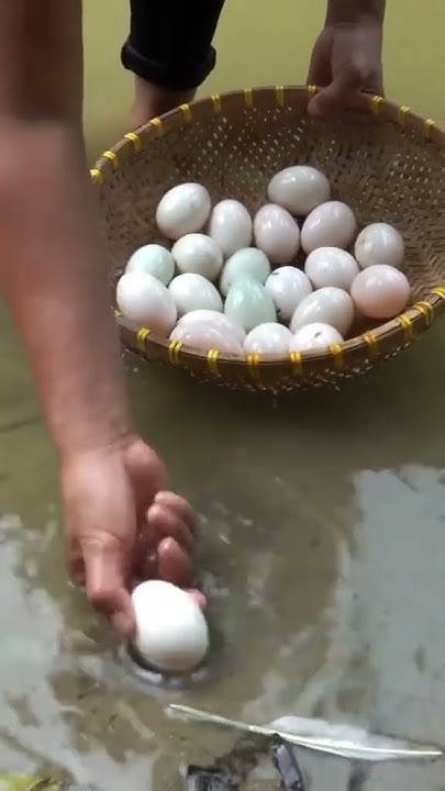 Harvesting Duck Eggs Bringing to the Market -#shart#shart #farming #harvest #food #part3 - YouTube