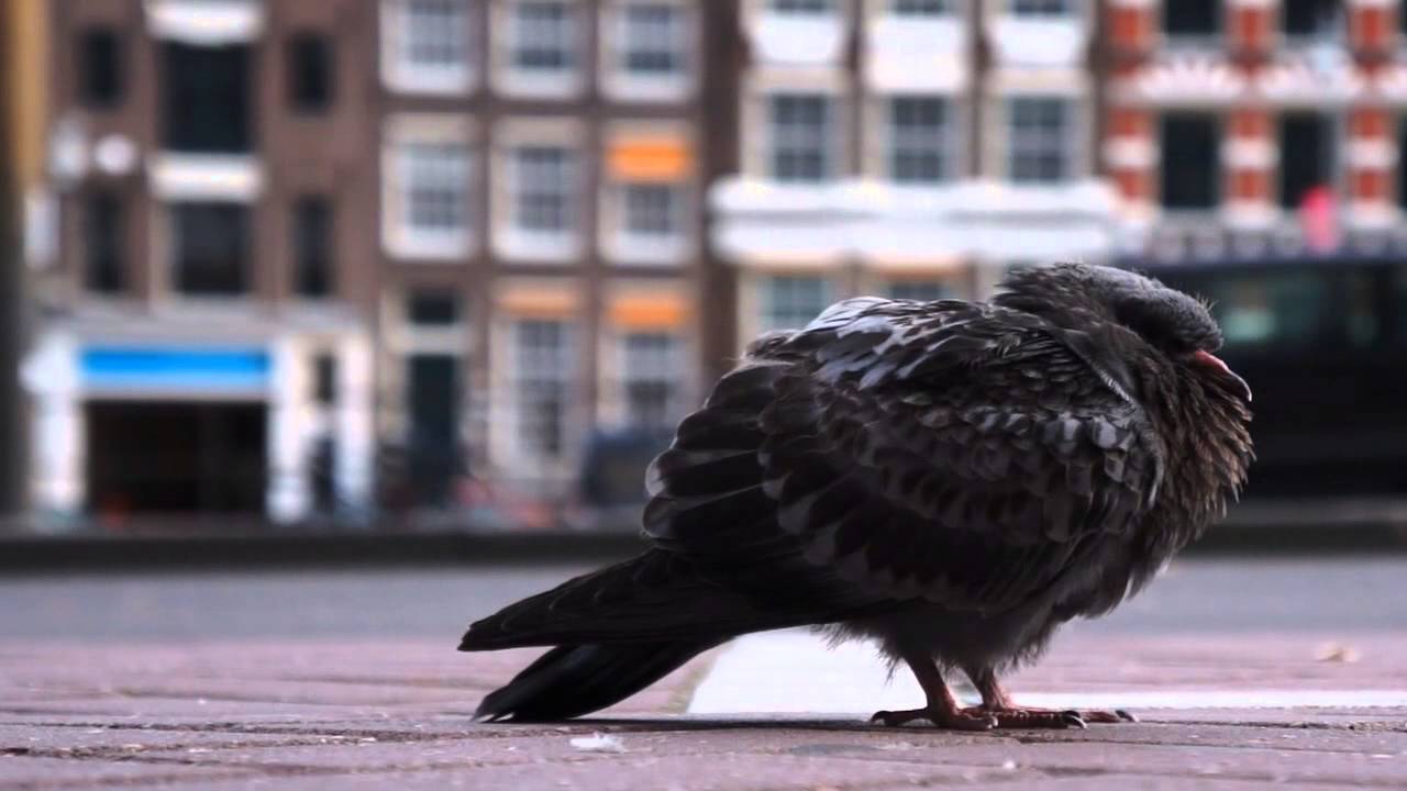 stadsduif - YouTube
