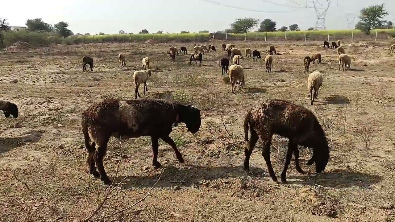 Fast Time Crossing Female//sheep Meeting Female// sheep Breeding#sheep ...