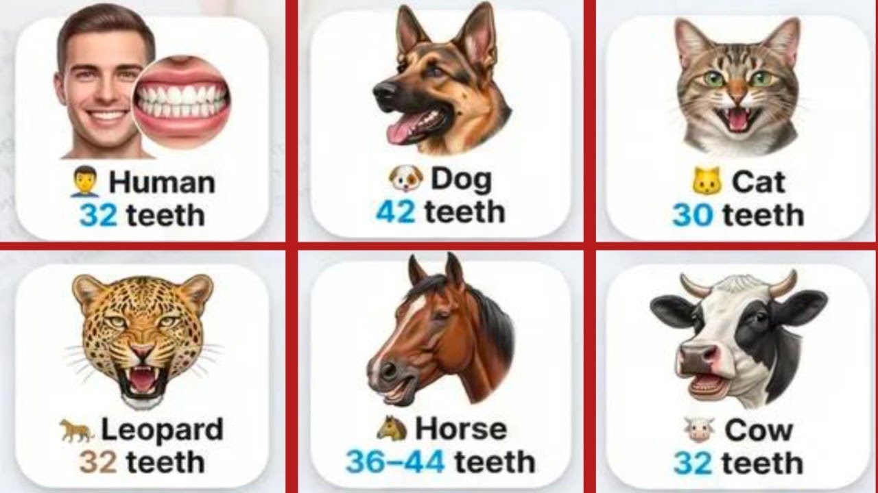 Number Of Teeth In Different Animals | Animals Teeth - YouTube