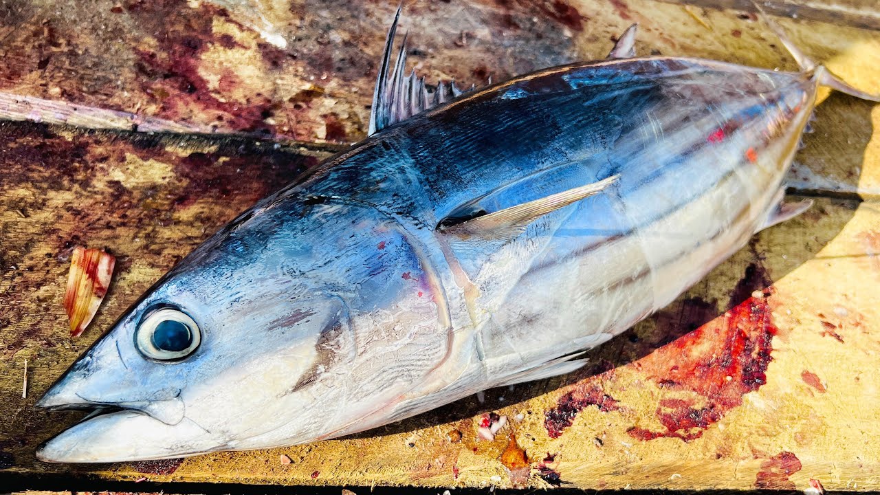 Fresh Skipjack Tuna Cutting | ඇටවල්ලා - YouTube