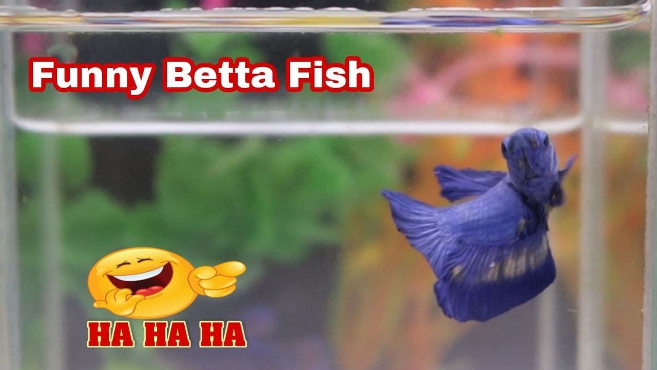 WOW !!! Unbelievable Funny Betta fish in aquariums. - YouTube