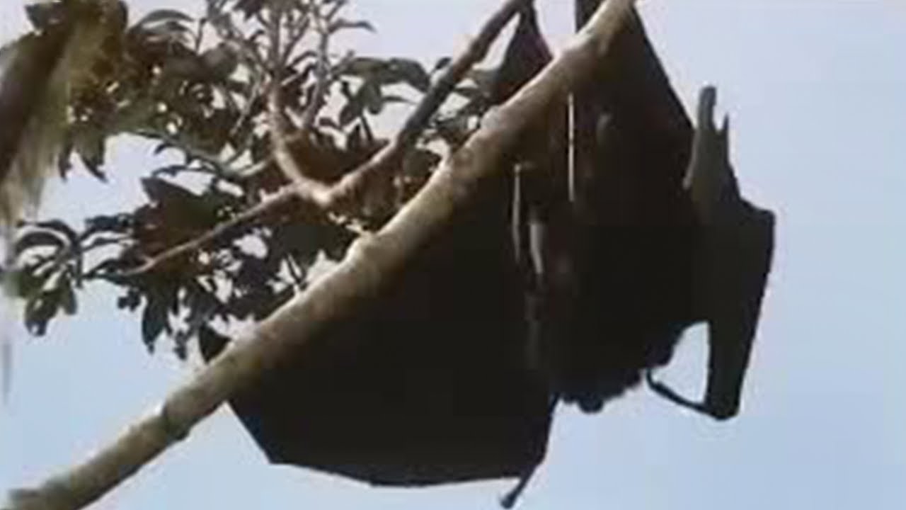 Mother and Baby Bats in the Wild | Unknown Africa | BBC Studios - YouTube