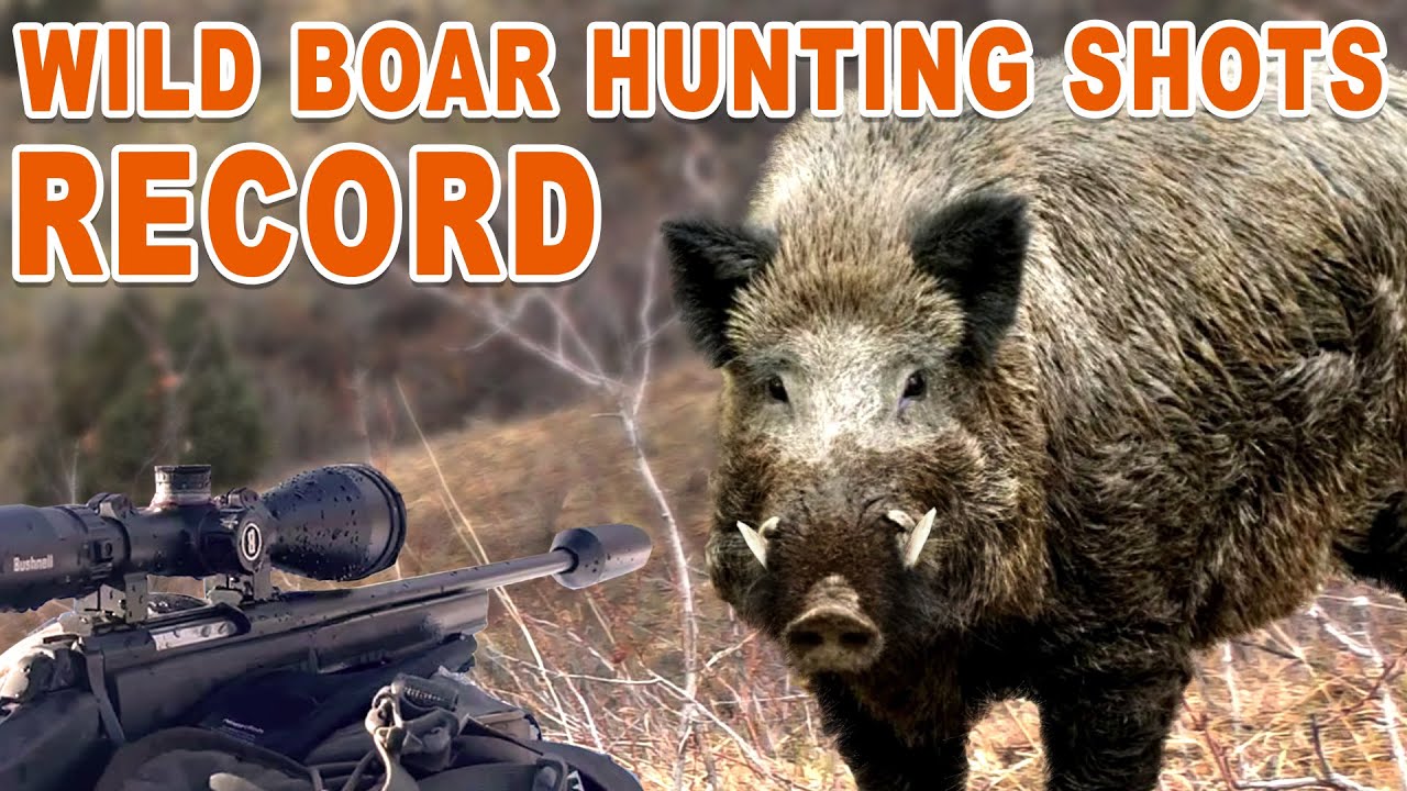 Wild Boar Hunting Shots Record // Chasse record au sanglier - 2023 ...