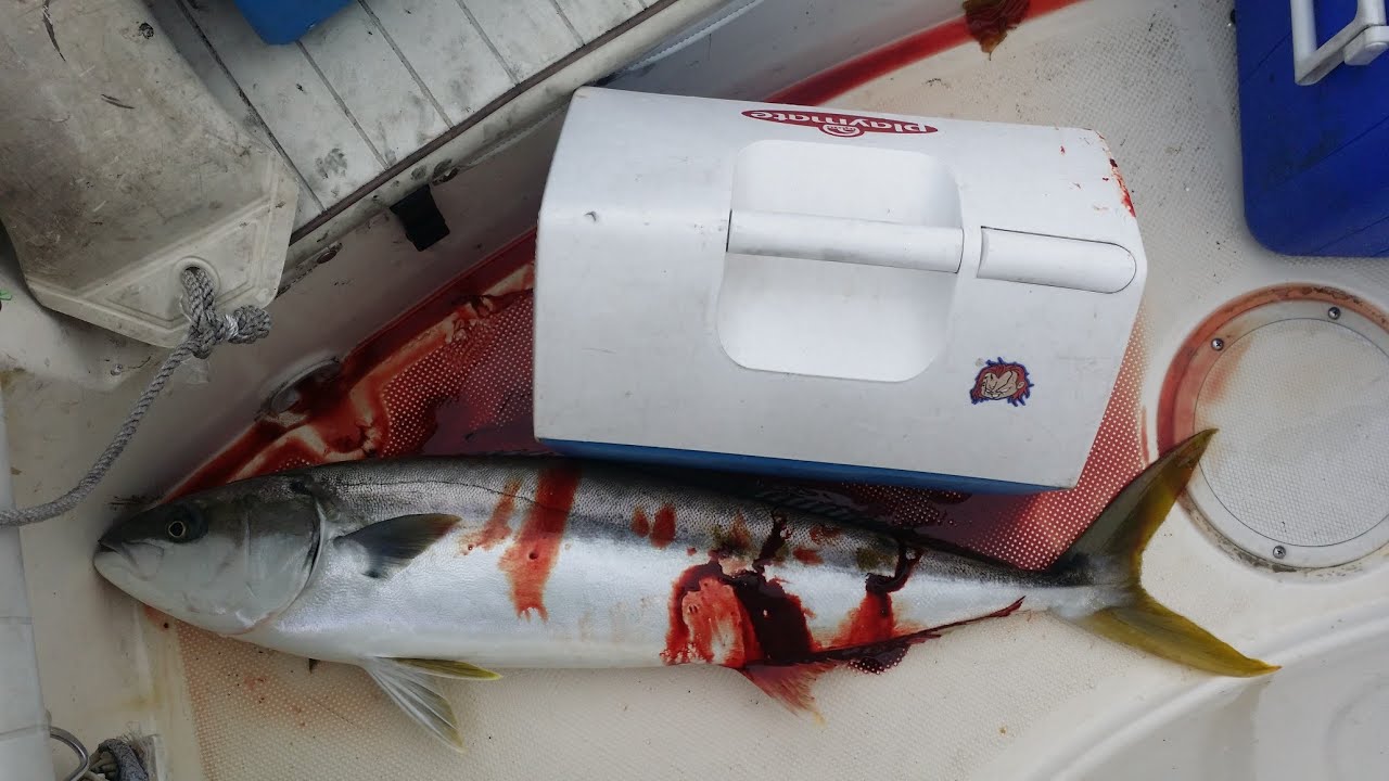 Yellowtail Fishing MADNESS at Catalina Island - YouTube