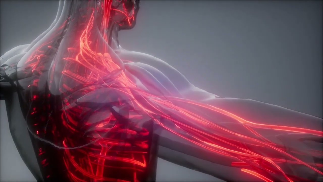 No copyright human body nervous system animation video - YouTube