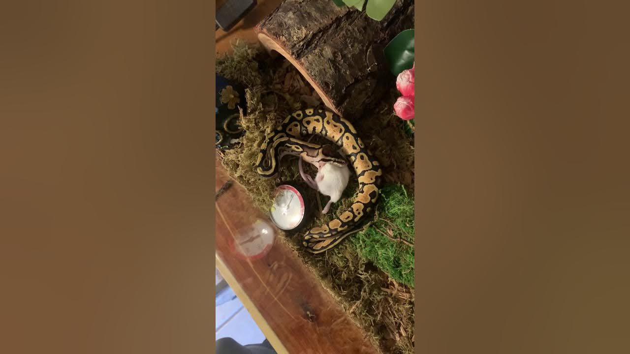 Medusa the Ball Python her first live feeding - YouTube