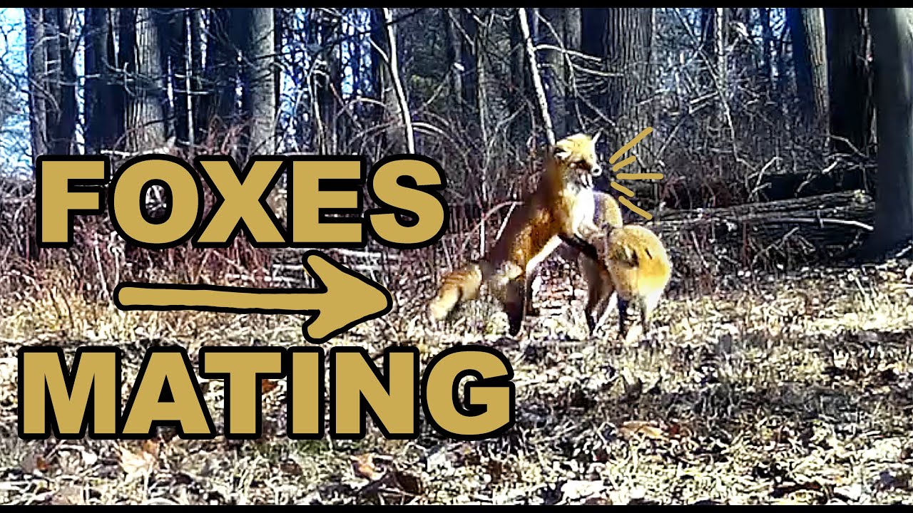 Trail Camera: Foxes Mating! - YouTube