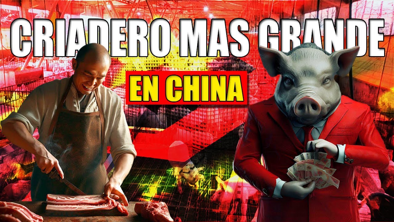 🐷🚀¡De Cerdo a Fortuna! El Increíble Ascenso de Qin Yinglin en el ...
