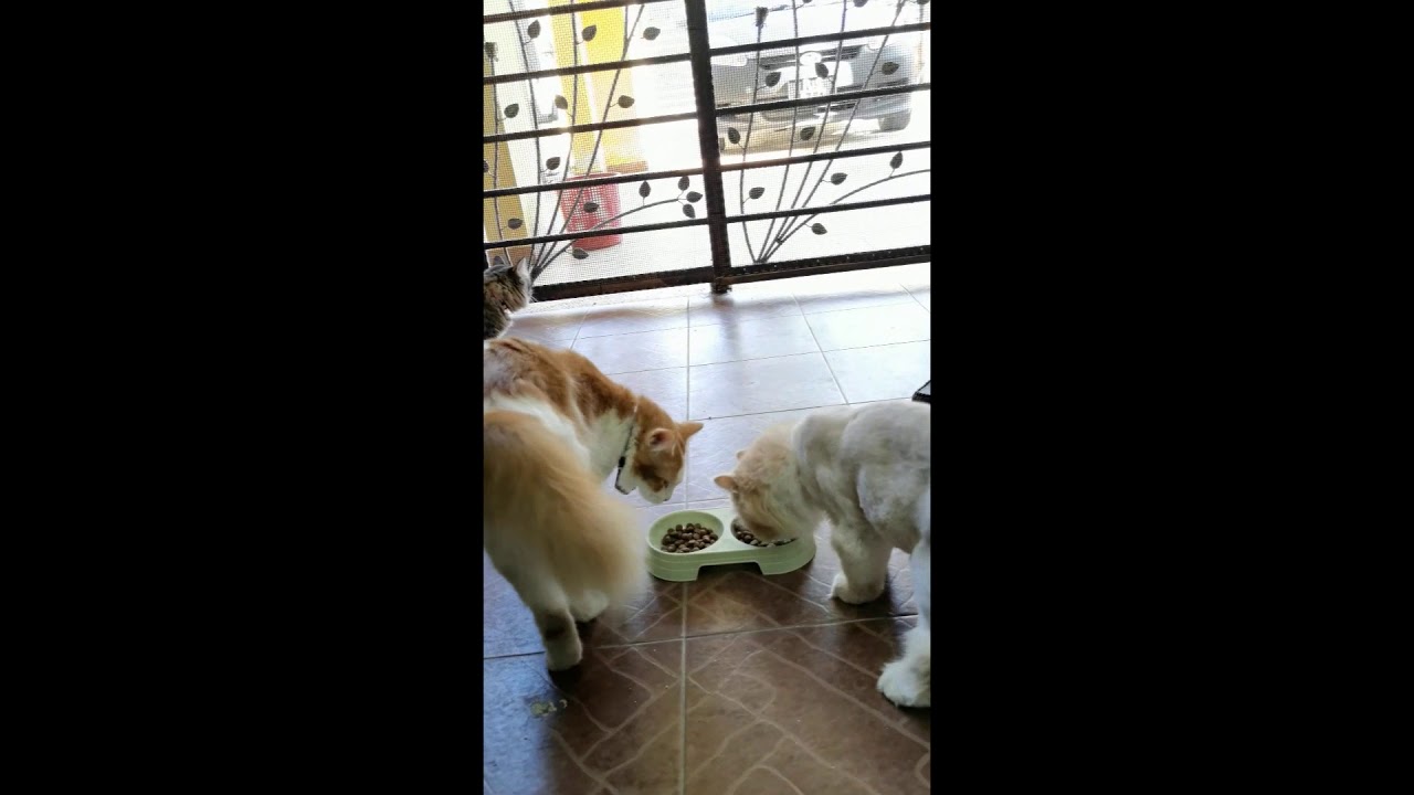 Cat Food Testing - Happy Cat ( Weide Lamm ) - YouTube