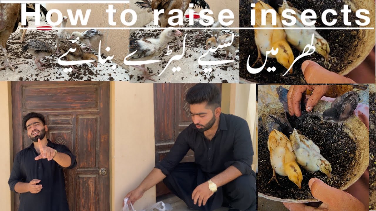 How to Raise insects At home || Live Food For chicks 🐣 || Larvae ...