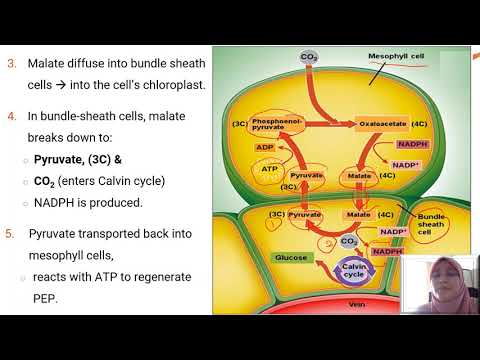 Photosynthesis : C4 Pathway - YouTube
