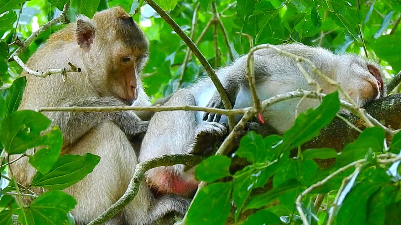 when Aesop to take care Jane Joey has to go out when Joey come back to ...