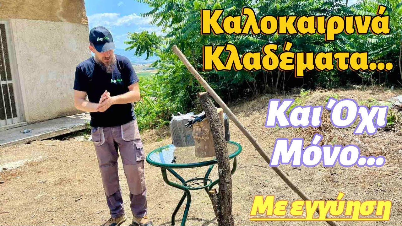 ΚΛΑΔΕΜΑ ΕΛΙΑΣ & ΟΧΙ ΜΟΝΟ- ΚΑΘΑΡΕΣ ΚΟΠΕΣ- ΕΓΓΥΗΣΗ & SERVICE#olives # ...