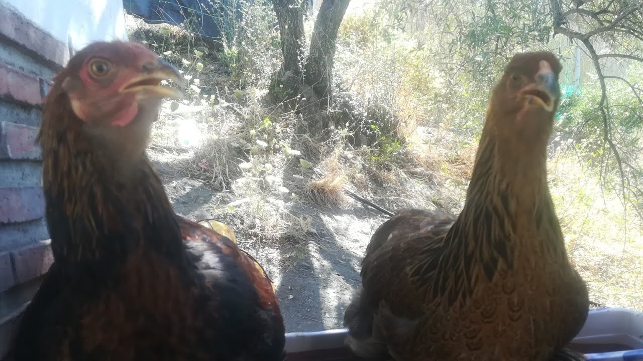 Update on 3 month old brahma chickens - YouTube