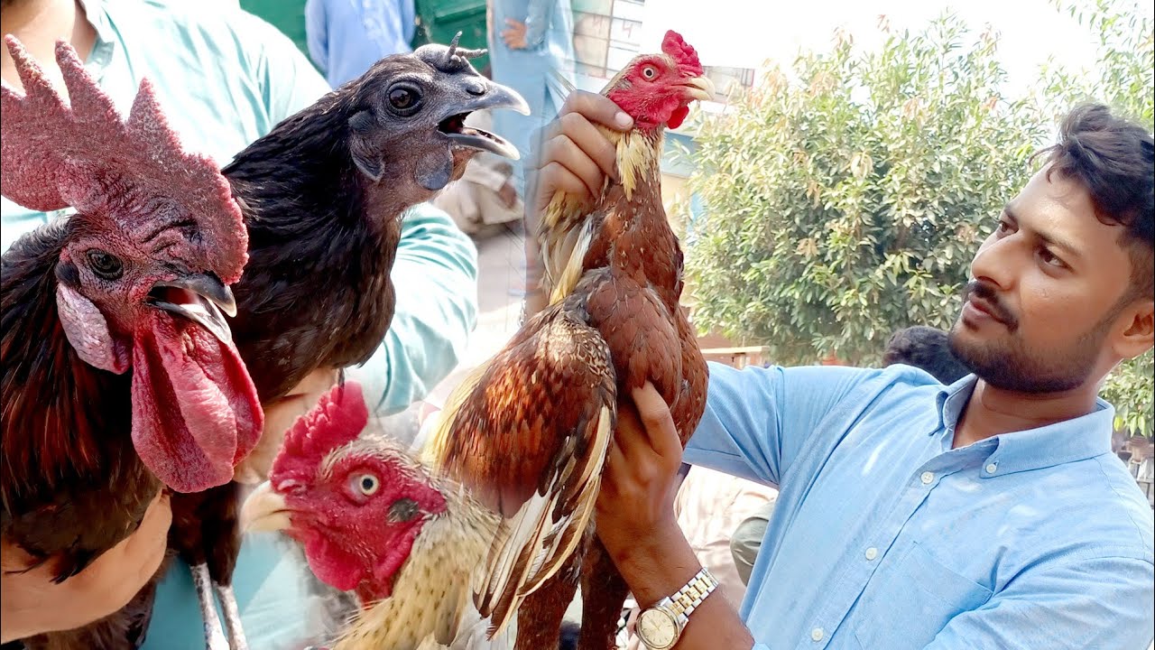 Multan pets market 👌🐓 || Aseel murgha || Lakha murgha || Jawa murgha ...