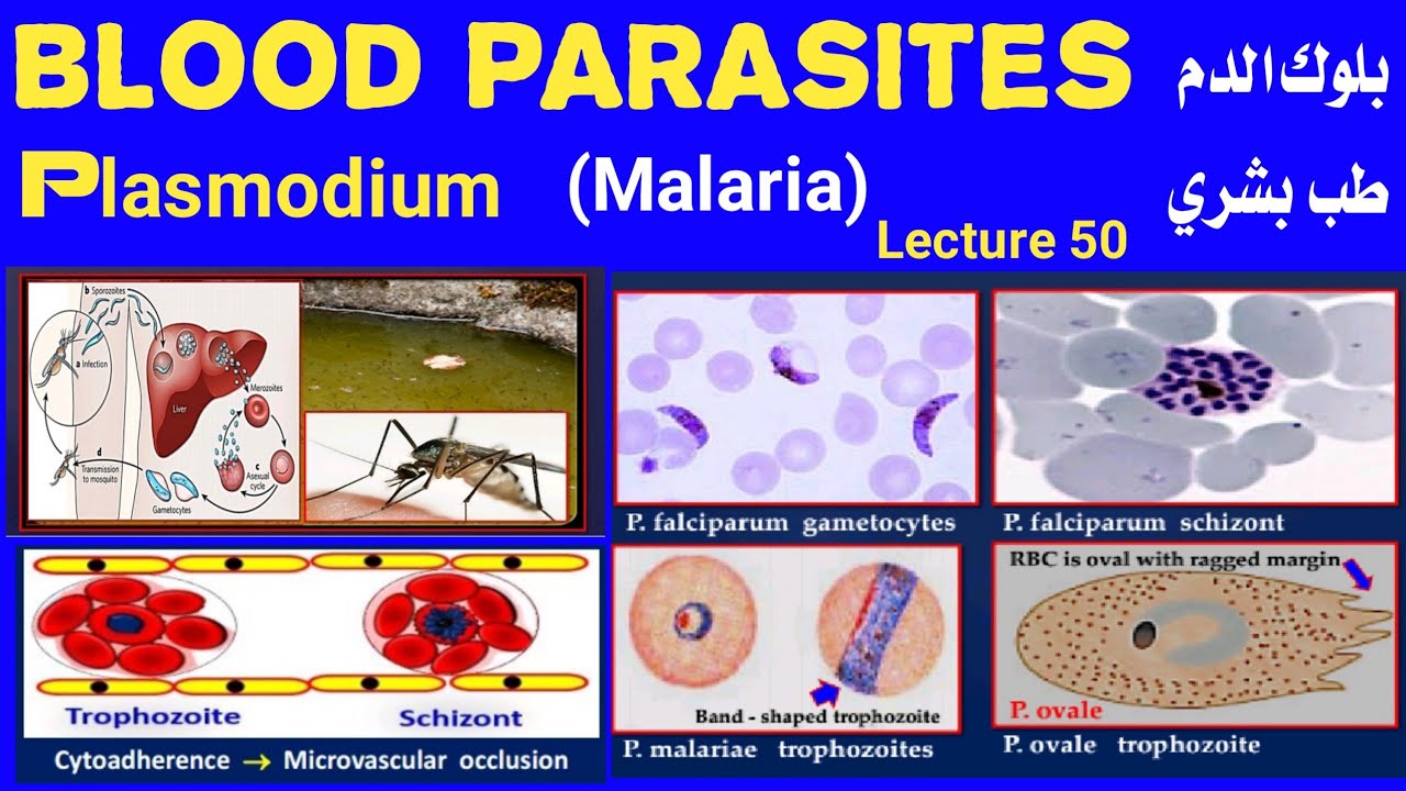 Blood Parasites Plasmodium {Malaria} || Lecture 50 - YouTube