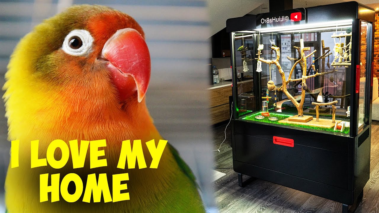 Amazing Glass Home for Lovebirds! (Parrot Mansion) - YouTube