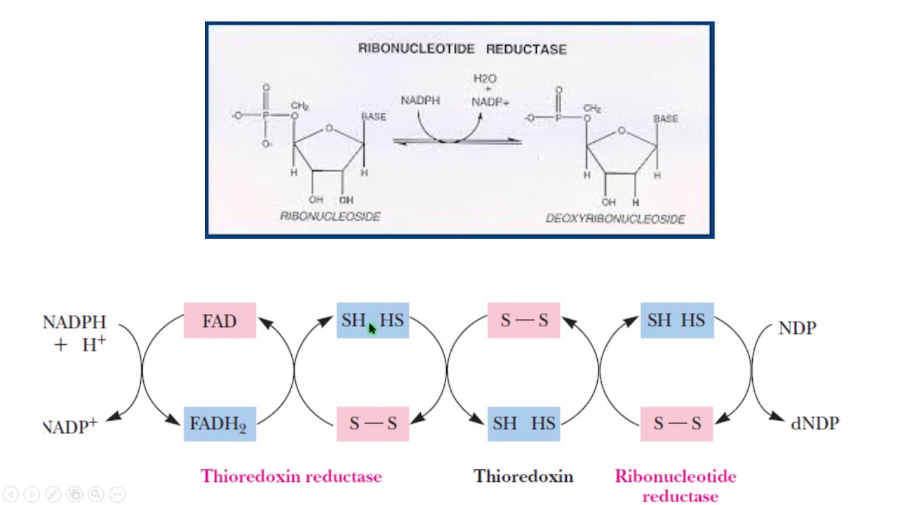 Ribonucleotide Reductase