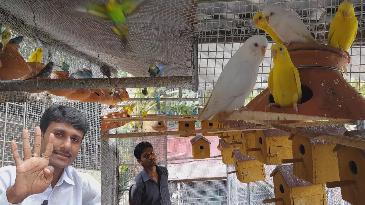 Budgies Parrot And Exotic Bird Breeding Farm / Bird Breeding Earning ...
