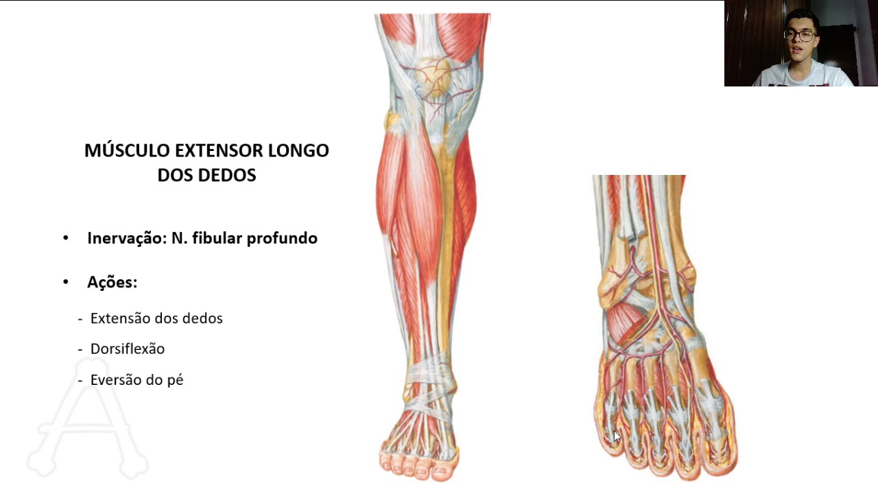REGIÃO ANTEROLATERAL DA PERNA + DORSO DO PÉ - YouTube