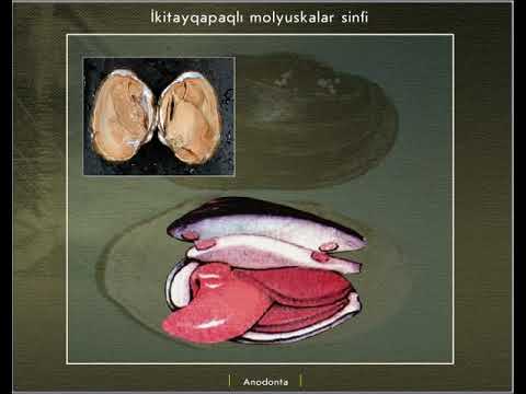 12 molyuskalar tipi  göl ilbizi, anadonta
