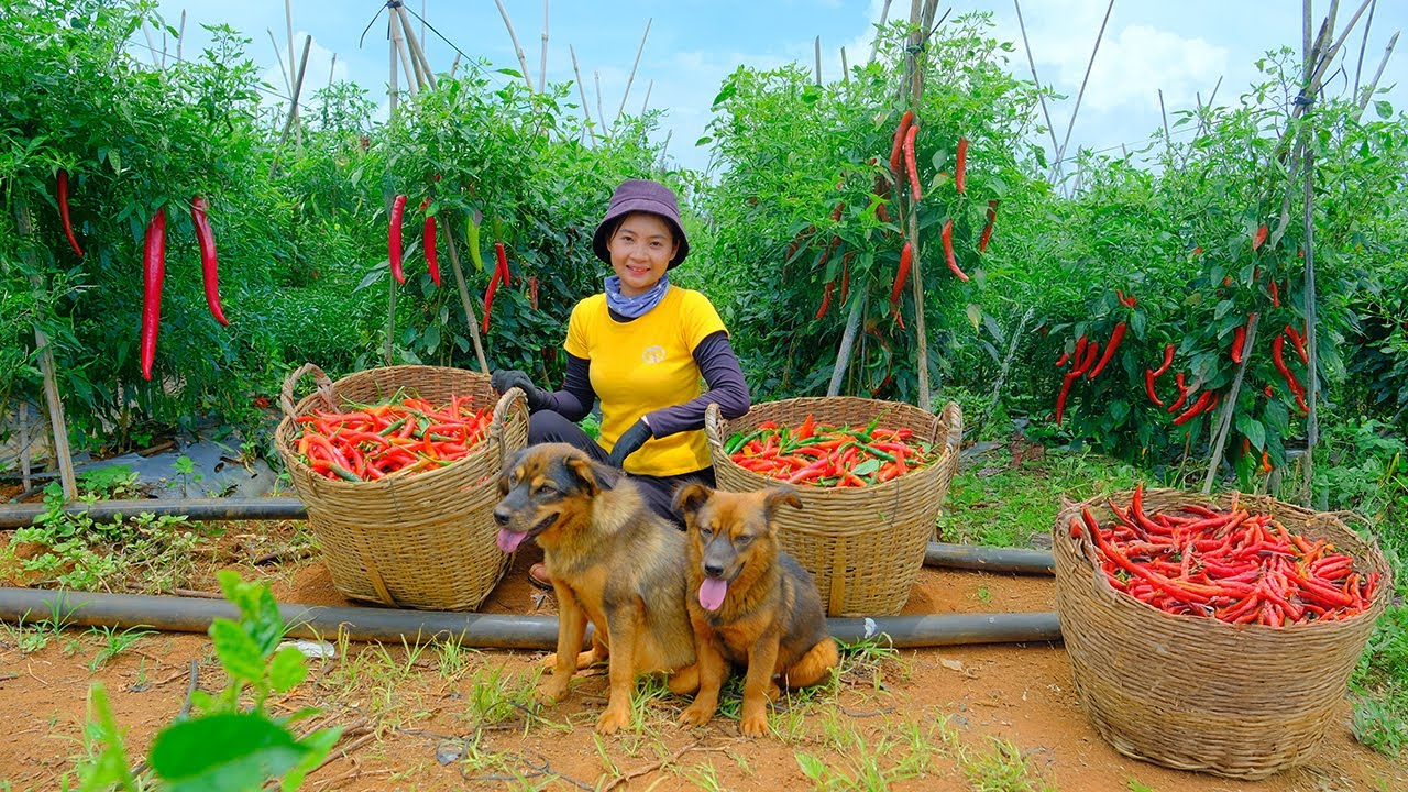 Full Video: Harvesting Red Chili Peppers Goes to Market Sell - Harvest ...