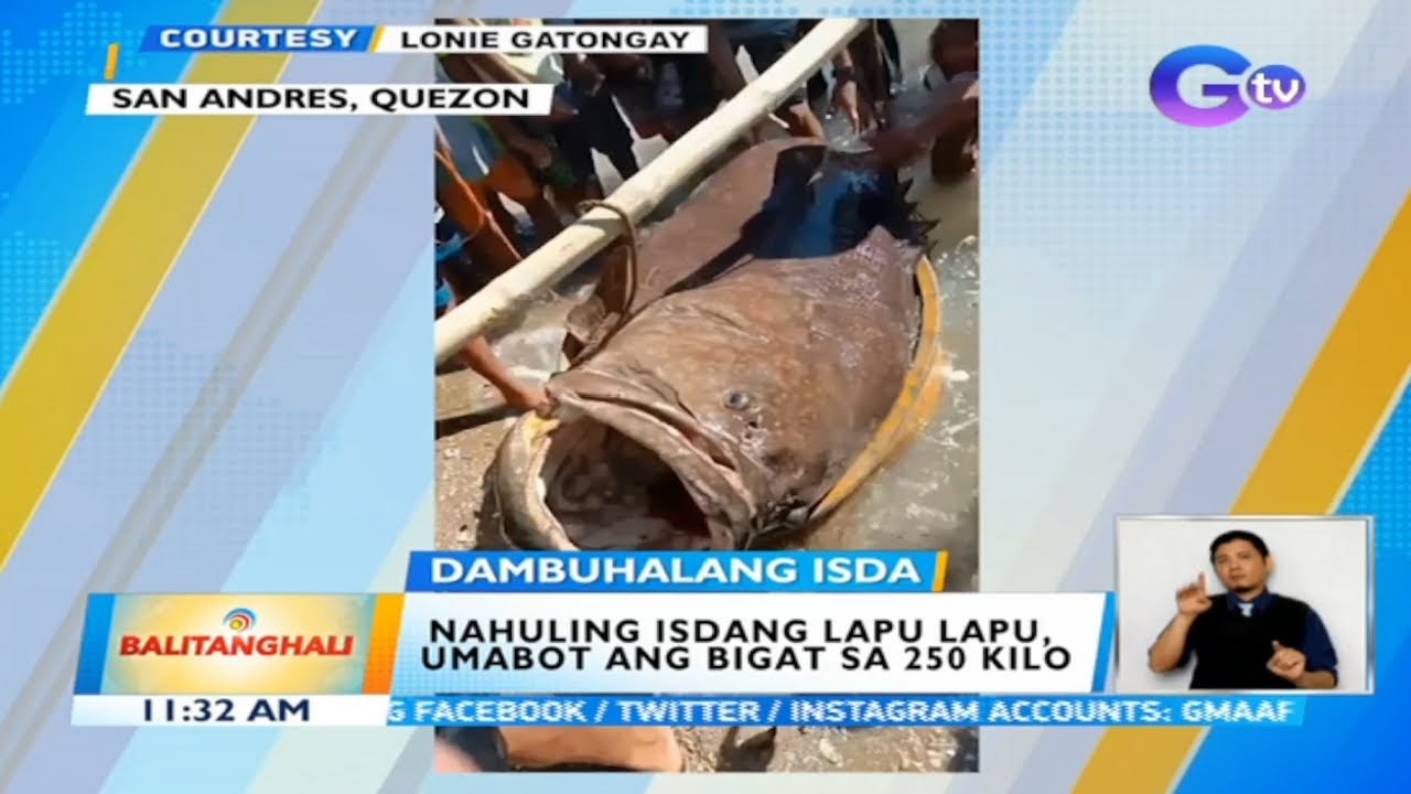 Giant Lapu-Lapu fish caught in San Andres, Quezon | BT - YouTube