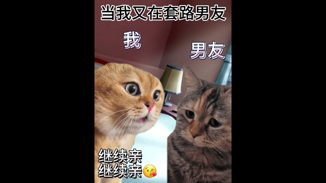 当我又在套路男友~嘿嘿嘿 情侣话题情侣搞笑日常话题猫猫话题 猫咪对话话题 猫meme话题感情话题 恋爱话题