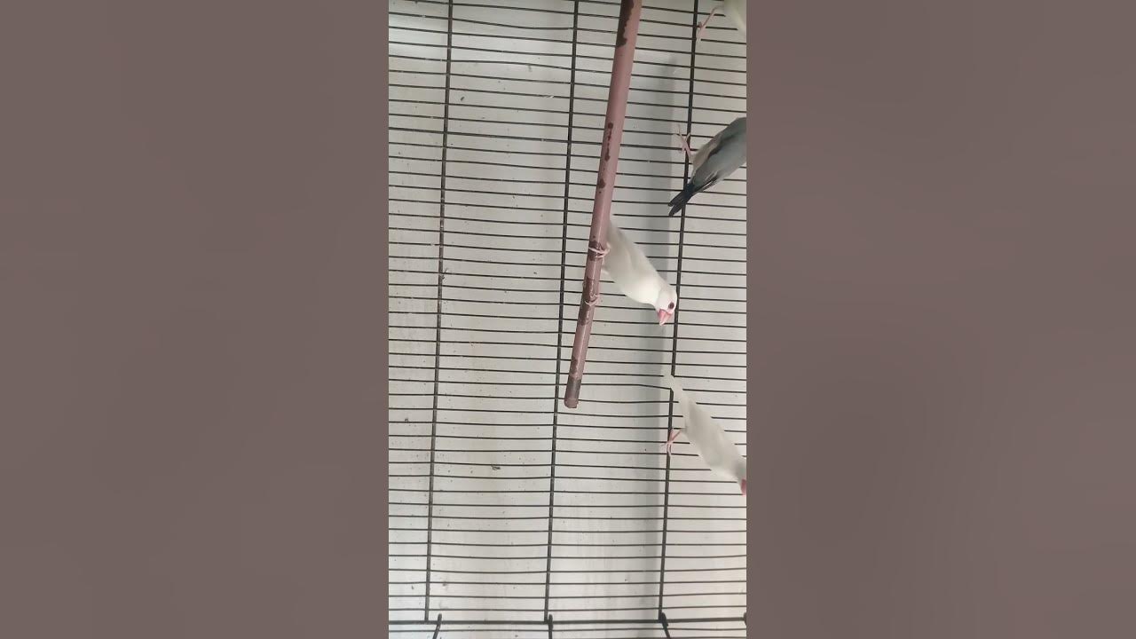 Java Birds Soft Food l White Java l Silver Java l Fawn Java l Java Birds Breeding season 2025 ...