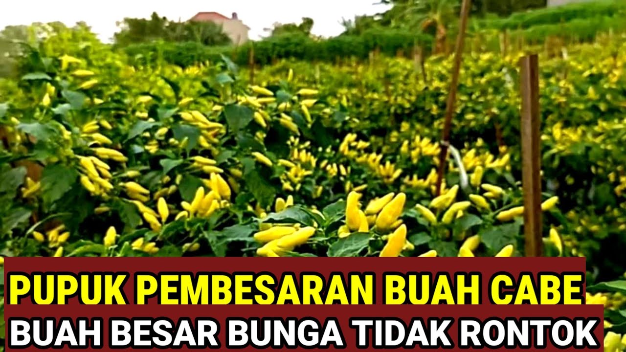 PUPUK PEMBESARAN BUAH CABE !! BUNGA TIDAK RONTOK TANAMAN TUMBUH SUBUR ...