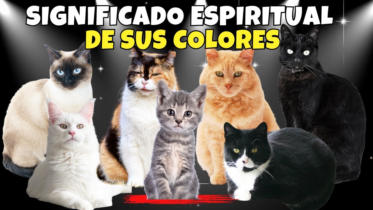 La ESPIRITUALIDAD de los GATOS y el Significado de sus COLORES - YouTube