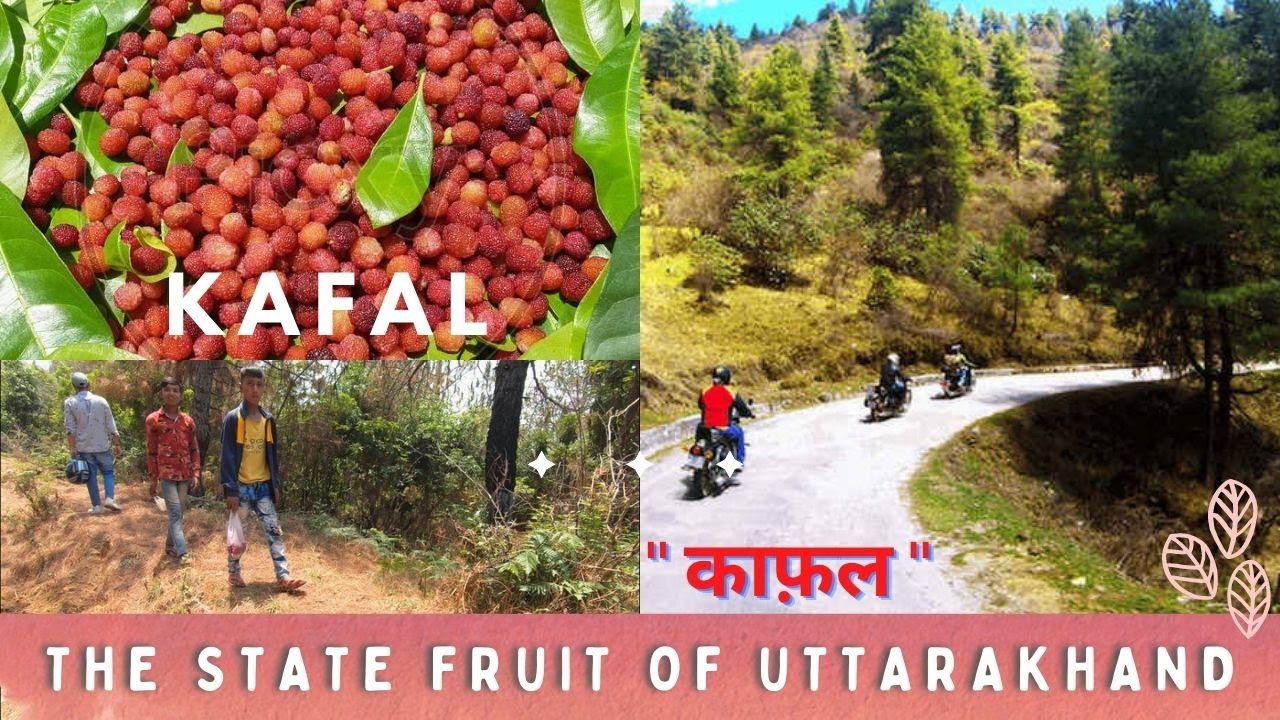 Jungle Hike For The Delicious Wild Fruit KAFAL (काफल) | The State Fruit ...