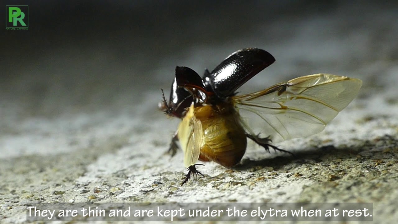 Scarab beetle flight; ದುಂಬಿ ಹಾರುವ ಬಗೆ - YouTube