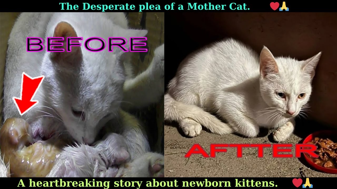 The Desperate plea of a Mother Cat A heart wrenching saga - YouTube