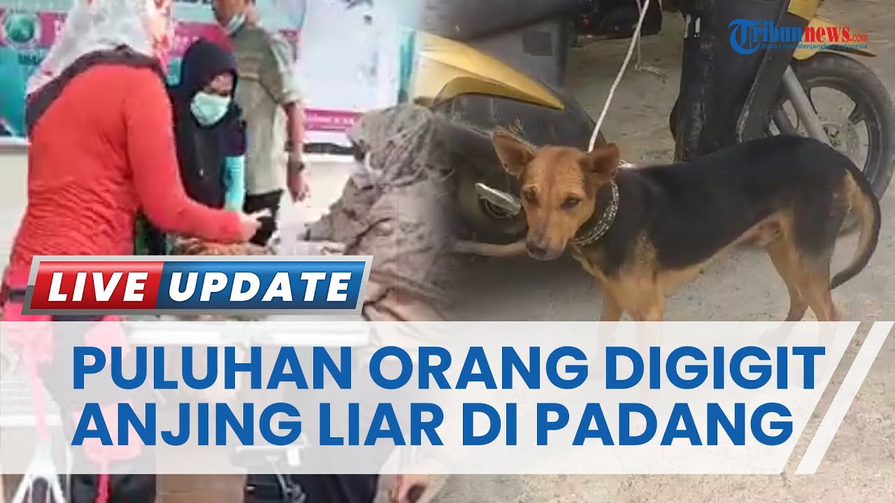 23 Orang Digigit Anjing hingga Dilarikan ke Rumah Sakit Universitas ...