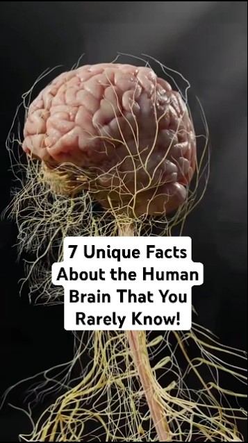 7 Unique Facts About the Human Brain That You Rarely Know! #facts # ...