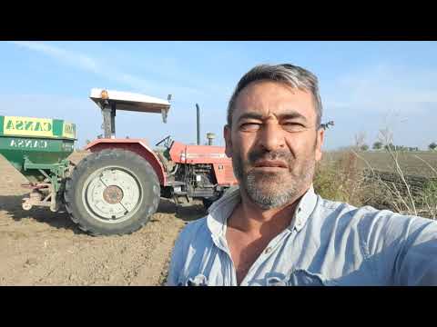 Buğday ekimi