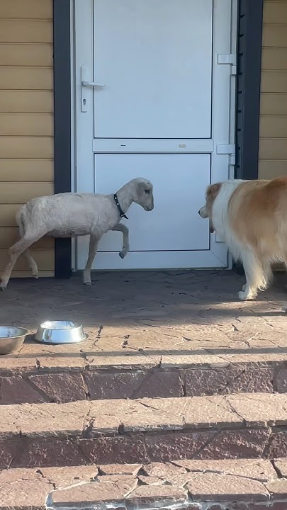 ОВЦА ПЯТЁРОЧКА И ПЁС ВИЛЛИ #sheep #animals #bordercollie #dog # ...