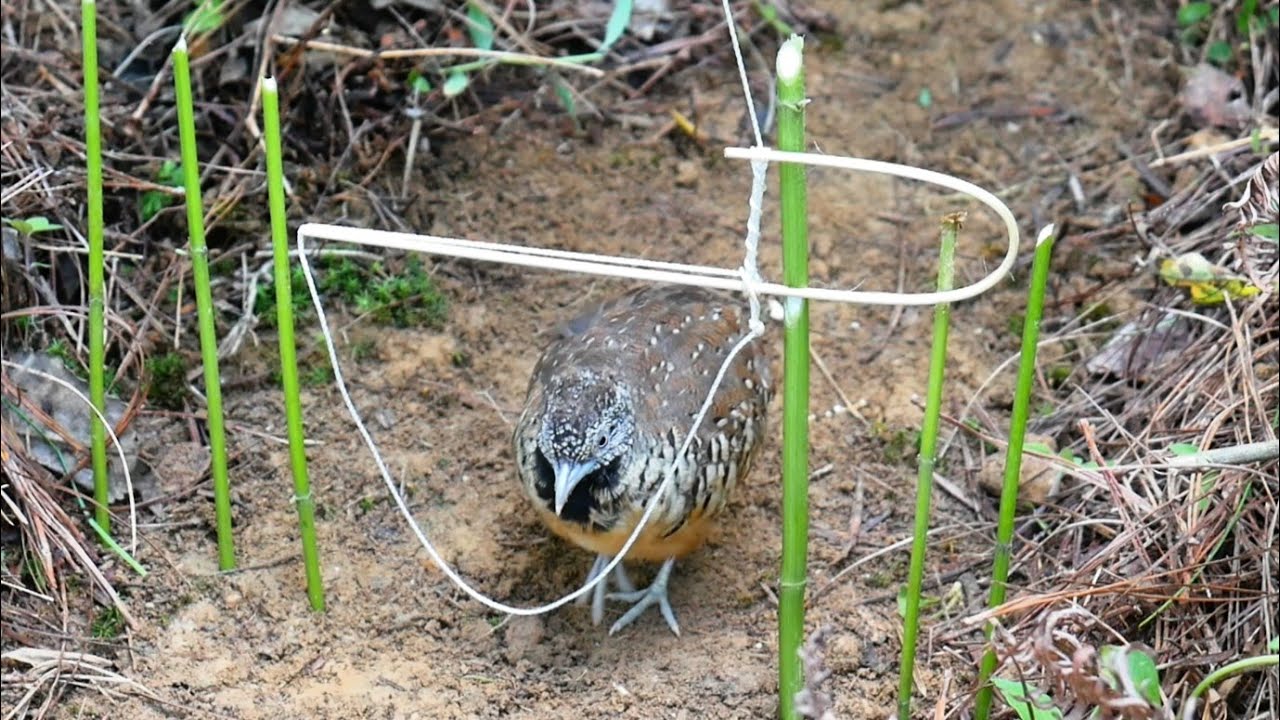 Placing traps for birds is definitely effective. - YouTube