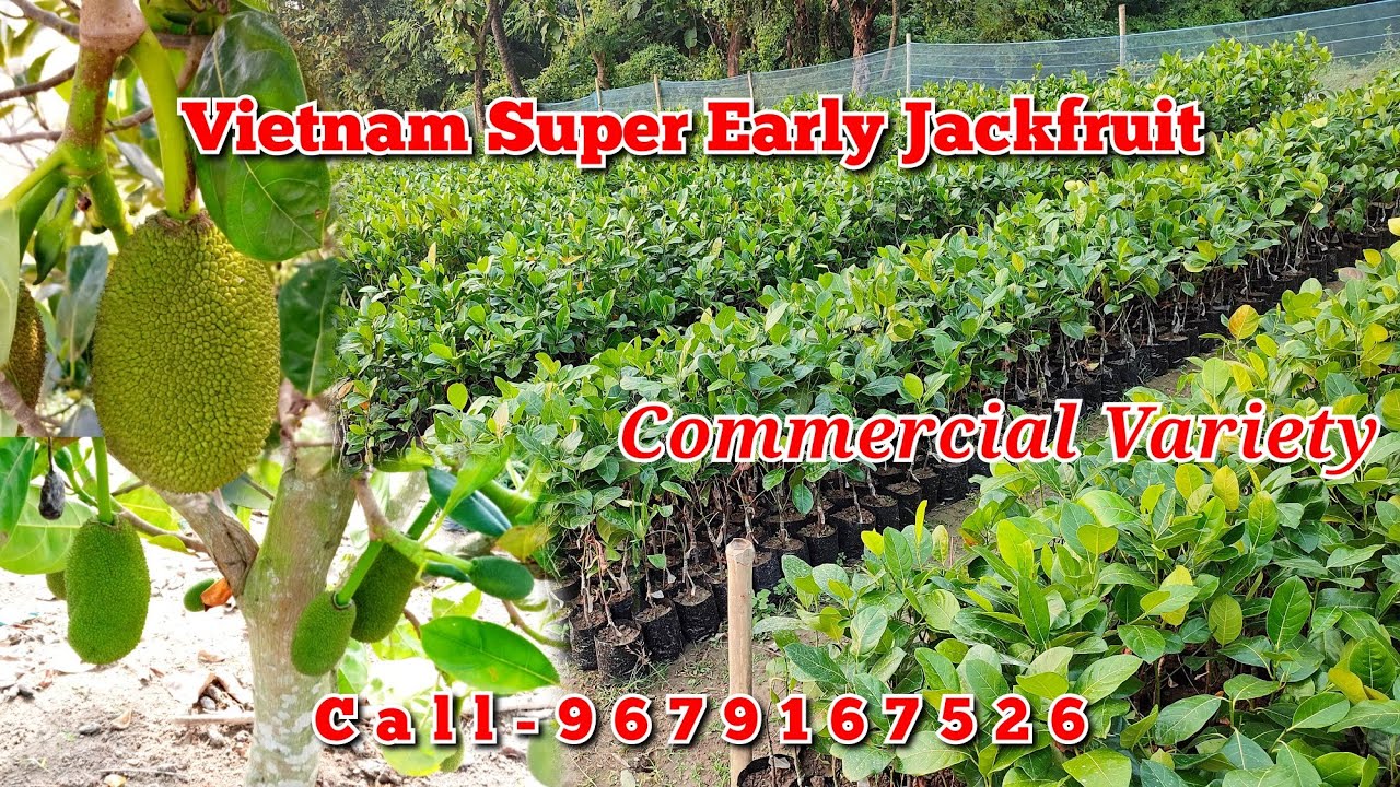 Vietnam super early jackfruit commercial variety // FRUIT PLANT NURSERY ...