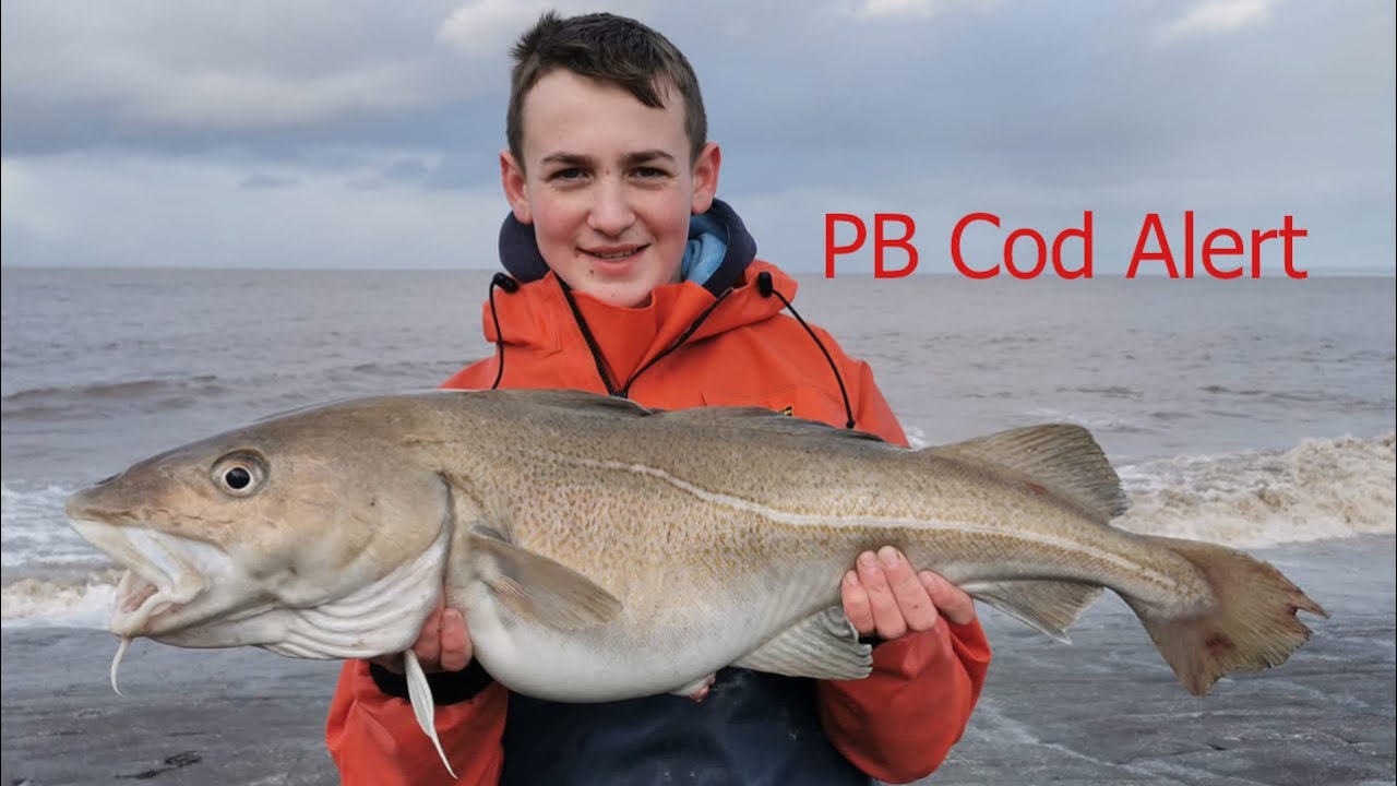 Cod Fishing, Bristol Channel - Shurton Reef, Somerset UK - PB Cod Alert ...