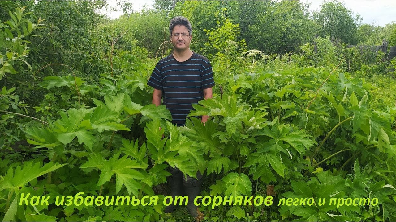 КАК ИЗБАВИТЬСЯ ОТ СОРНЯКОВ легко и просто - YouTube