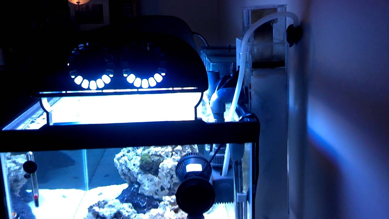 40 Gallon Reef Tank, Reef Octopus BH 100, Nova Extreme Pro t5, EcoTech ...