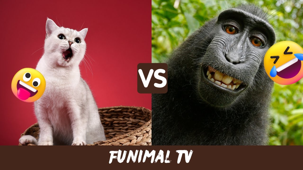 30 Minutes Funny Cat 😂 // Cats Doing Funny Things 😂 (Best Cat Videos ...