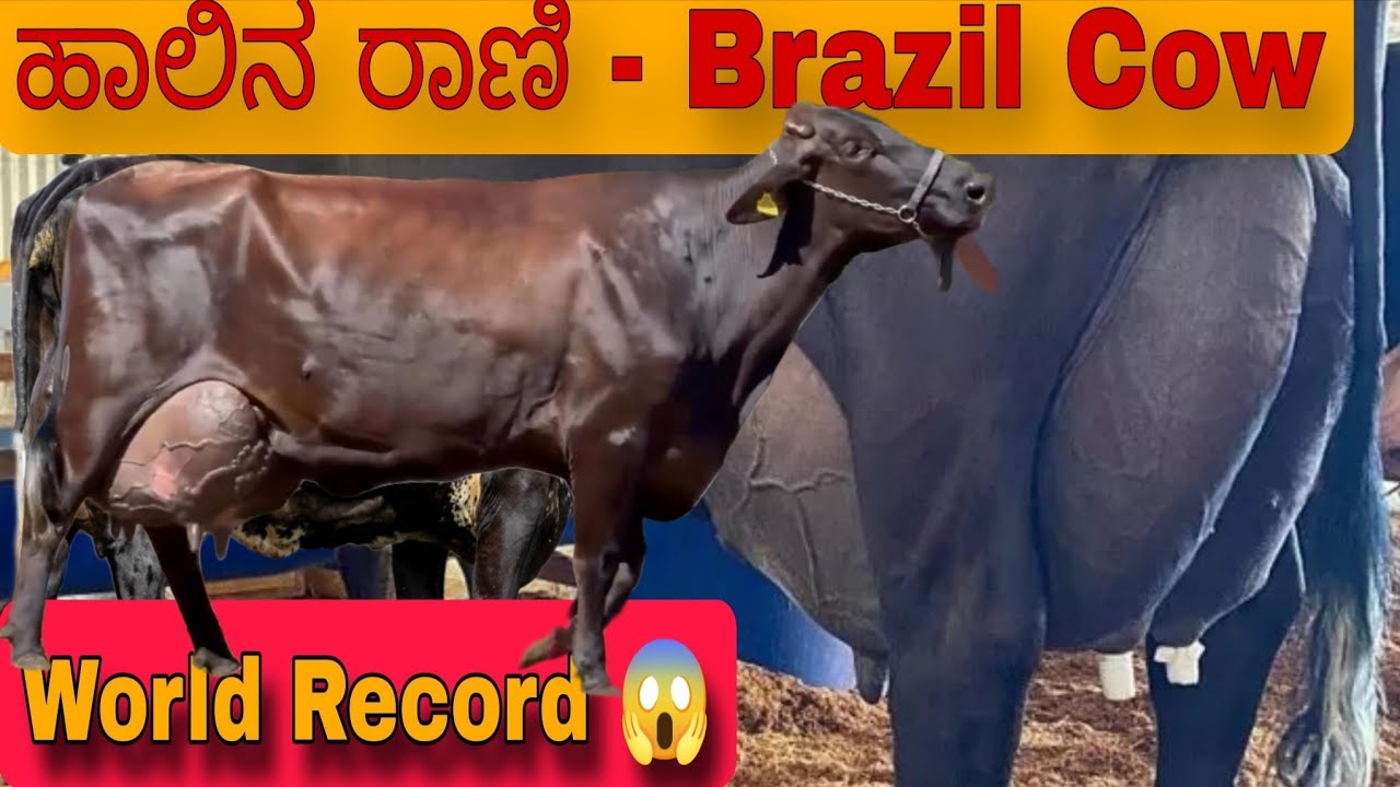 ಹಾಲಿನ ರಾಣಿ 🐄 Brazil Cow | 3 ದಿನ 343 ಲೀಟರ್ ಹಾಲು – World Record! 😱 # ...