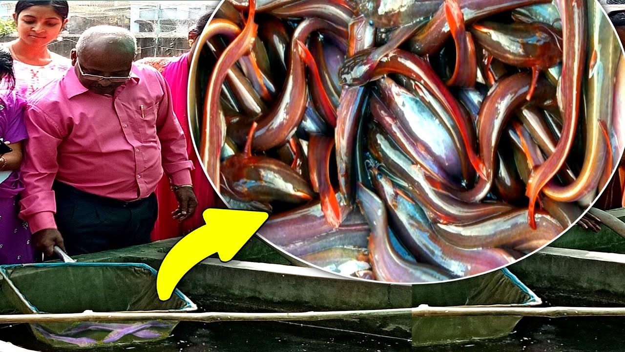 Singi fish |CATFISH BREEDING | শিঙ্গি মাছচাষ | Shing fish farming ...